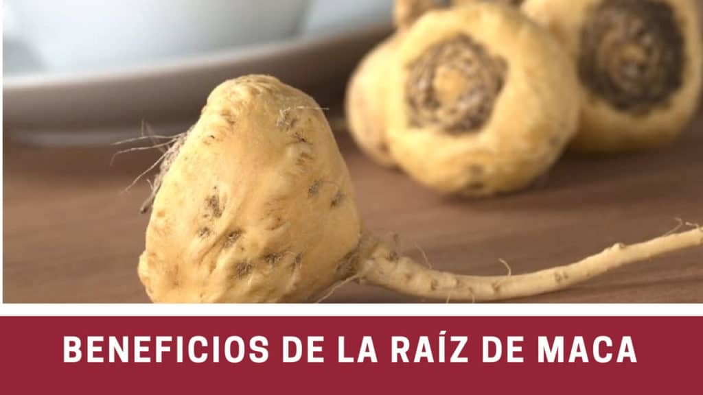 Cómo Tomar Raíz De Maca | Beneficios y Más