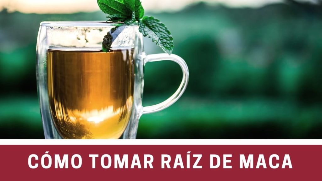 Cómo Tomar Raíz De Maca | Beneficios y Más